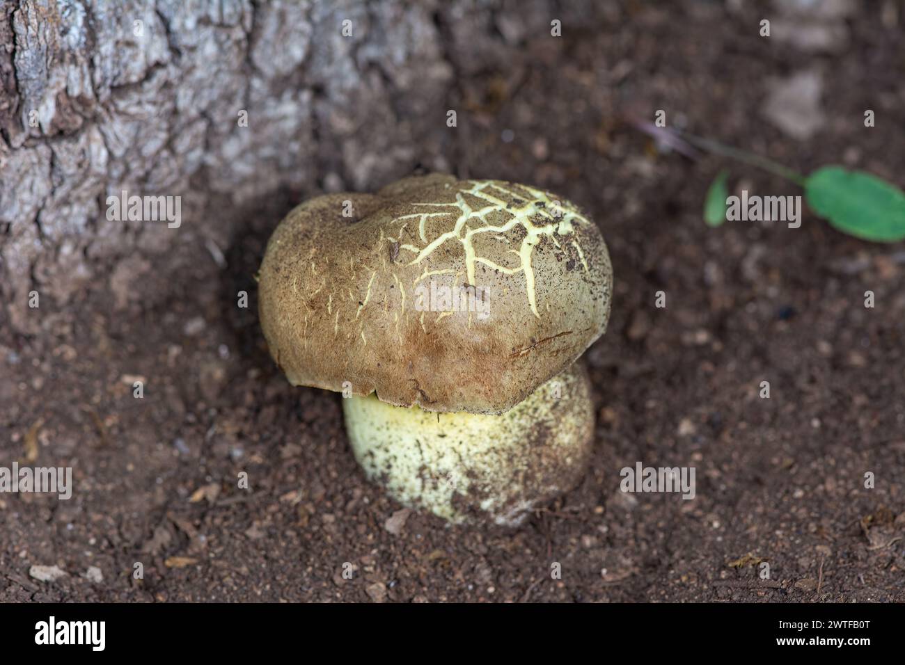 Tubular mushroom hi-res stock photography and images - Alamy