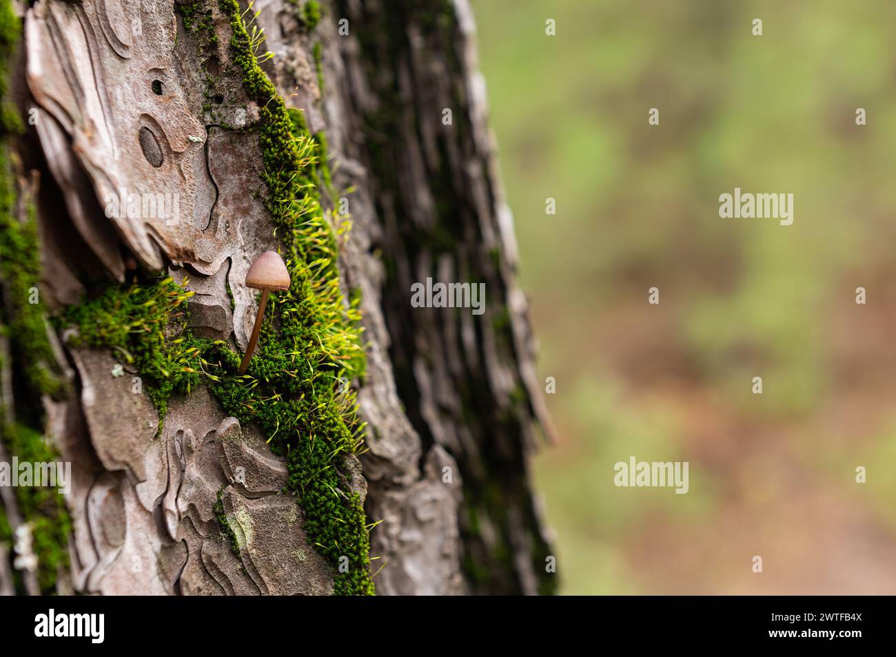 A small mushroom that grows on tree trunks Stock Photo - Alamy