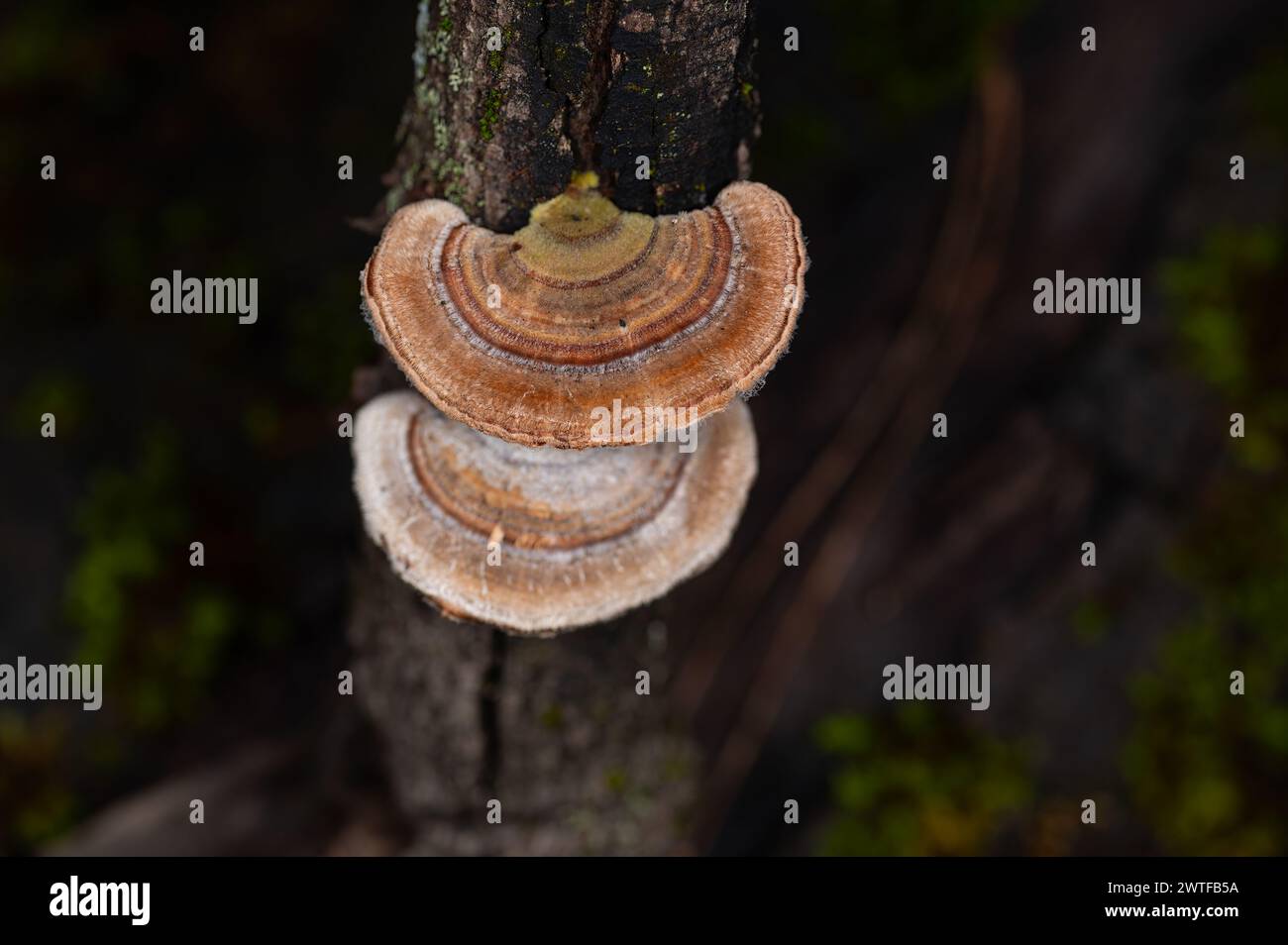 Mushrooms Growing on Trees. Trametes versicolor, also known as coriolus ...