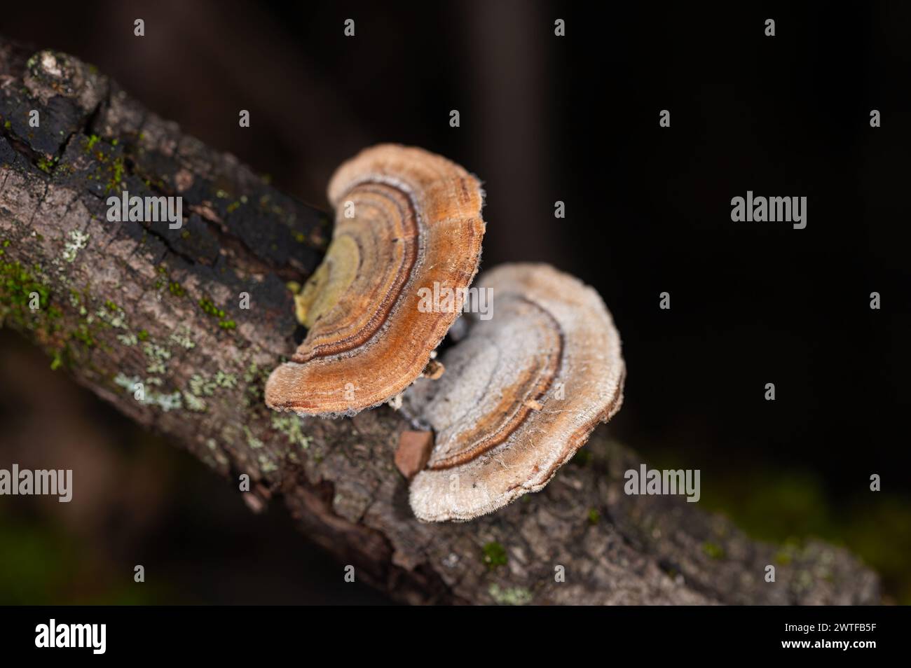 Mushrooms Growing on Trees. Trametes versicolor, also known as coriolus ...