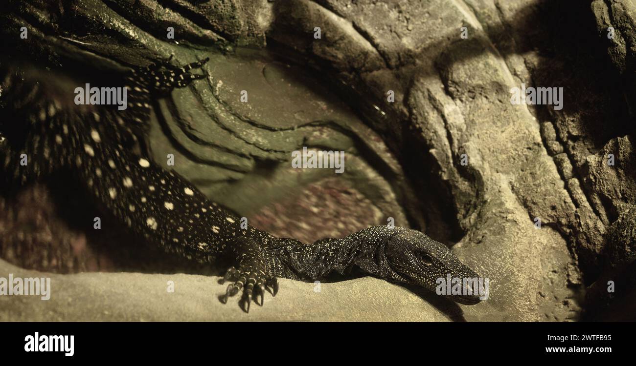 the giant monitor lizard, at zoo Stock Photo - Alamy
