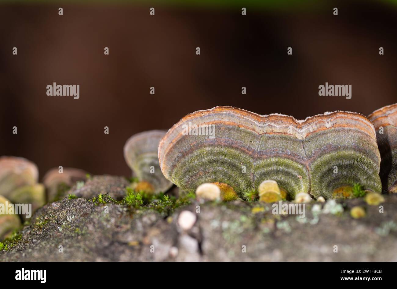 Mushrooms Growing on Trees. Trametes versicolor, also known as coriolus ...