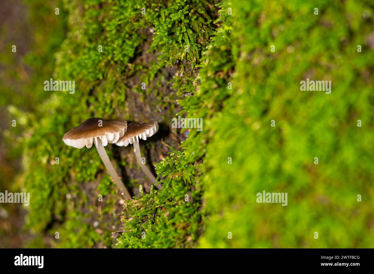 Very small fungi hi-res stock photography and images - Alamy