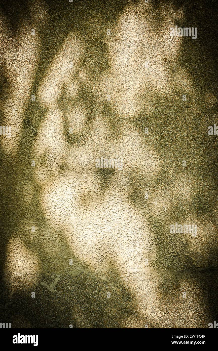 Blurred shadow from plant leaves on the wall. Minimal abstract ...