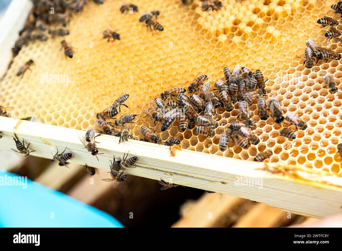 Queen bee surrounded by nurse bees on wax frame, attending to her and ...