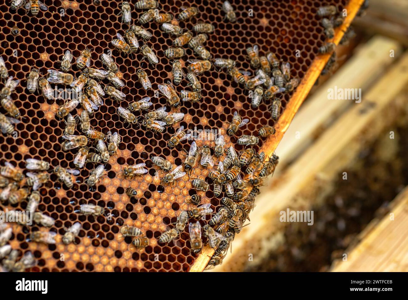 Beekeeper holds freshly harvested honeycomb, gleaming with golden honey ...