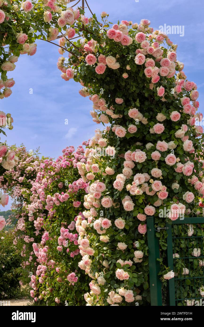a variety of rose bushes with different colors in pink and red, partly ...