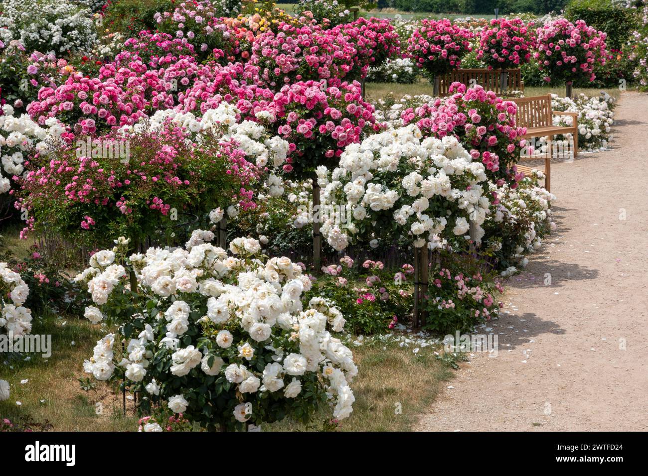 Blooming benches hi-res stock photography and images - Alamy
