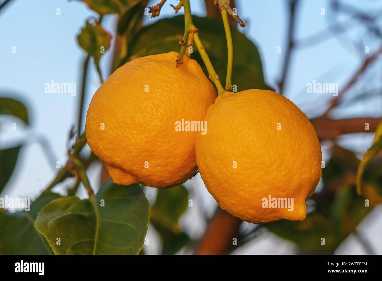 fresh ripe lemons hanging on a lemon tree branch in sunny garden 3 ...
