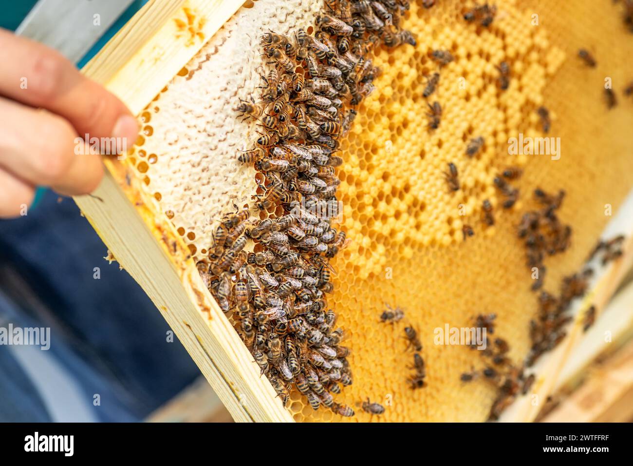 Witness the beekeeper's skilled hand cutting into a frame, revealing ...