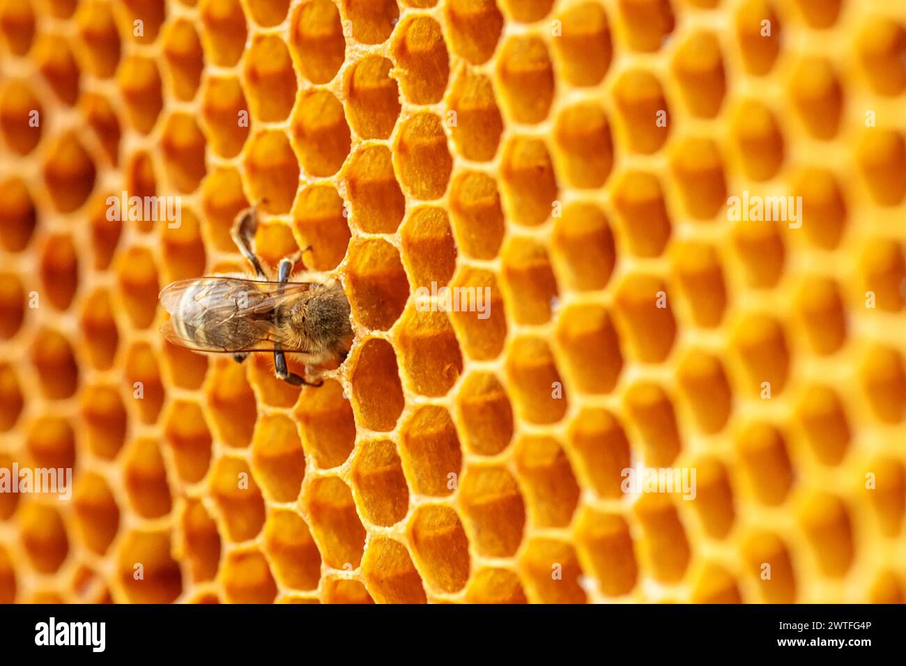 bee delicately gathers nectar from golden honeycomb cells of beeswax in ...