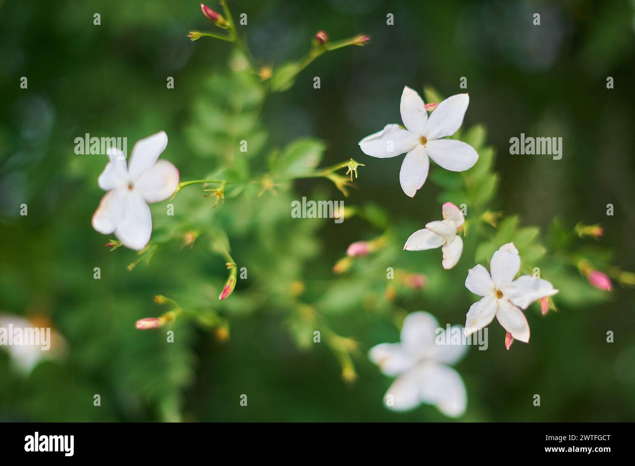 White flowers in a garden, a perfect image to represent spring and ...
