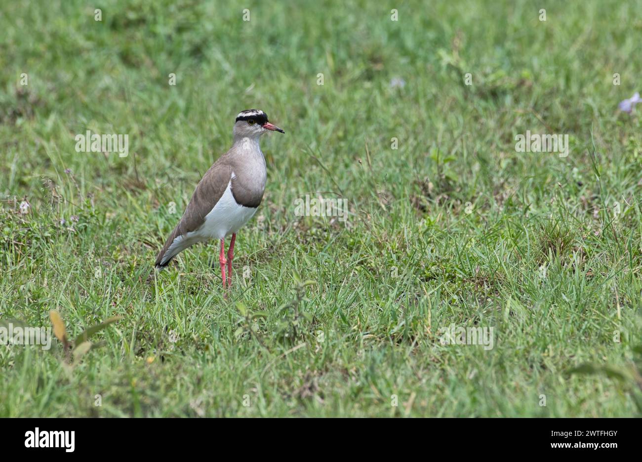 Crowned plover (Vanellus coronatus), also known as the crowned lapwing ...