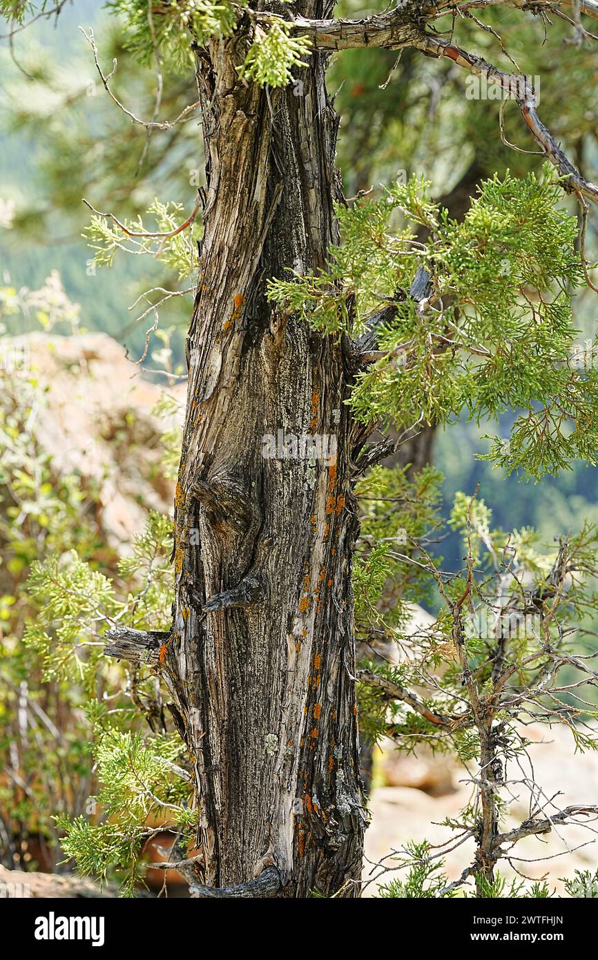 Juniper tree bark hi-res stock photography and images - Alamy