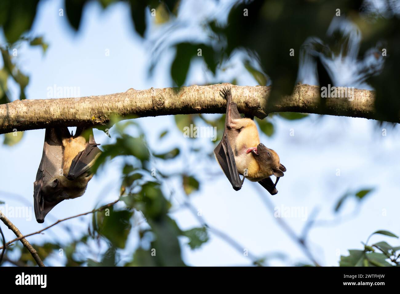 Fruit bats are resting on the branch. Eidolon helvum during safari in ...