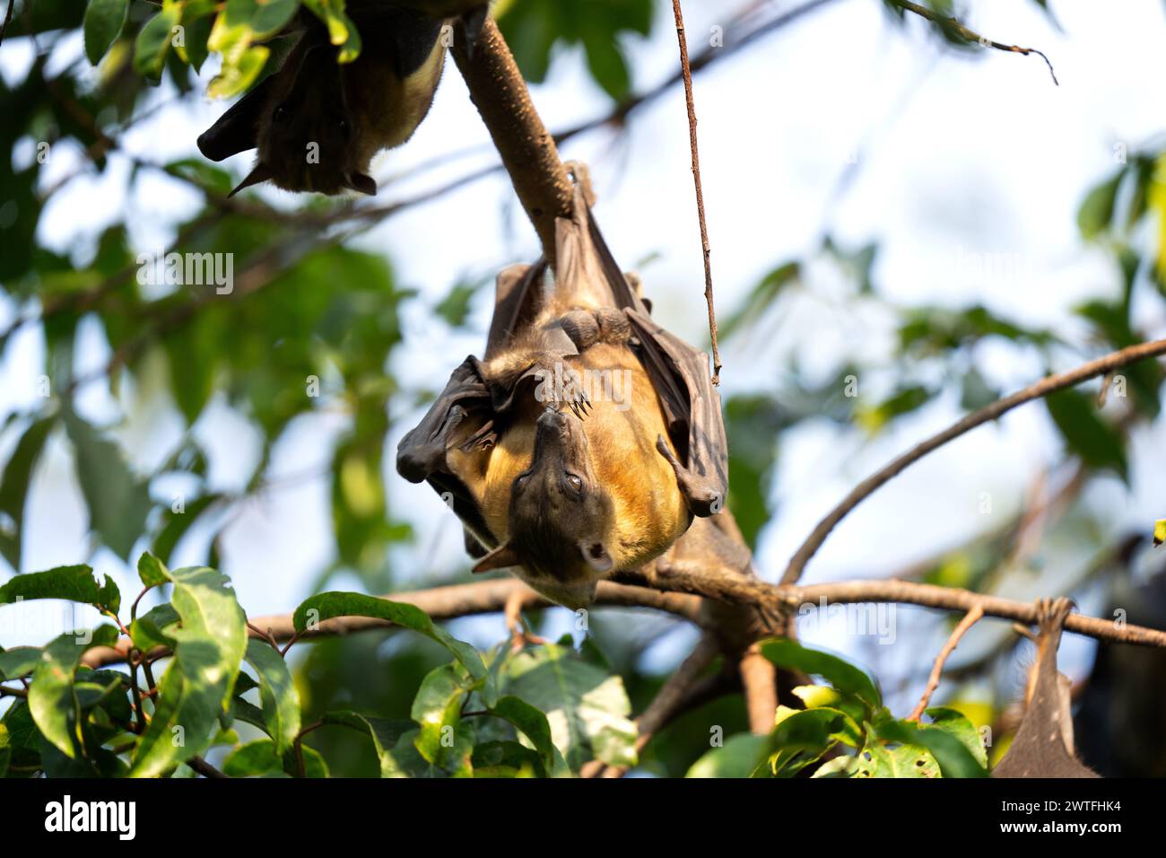 Fruit bats are resting on the branch. Eidolon helvum during safari in ...