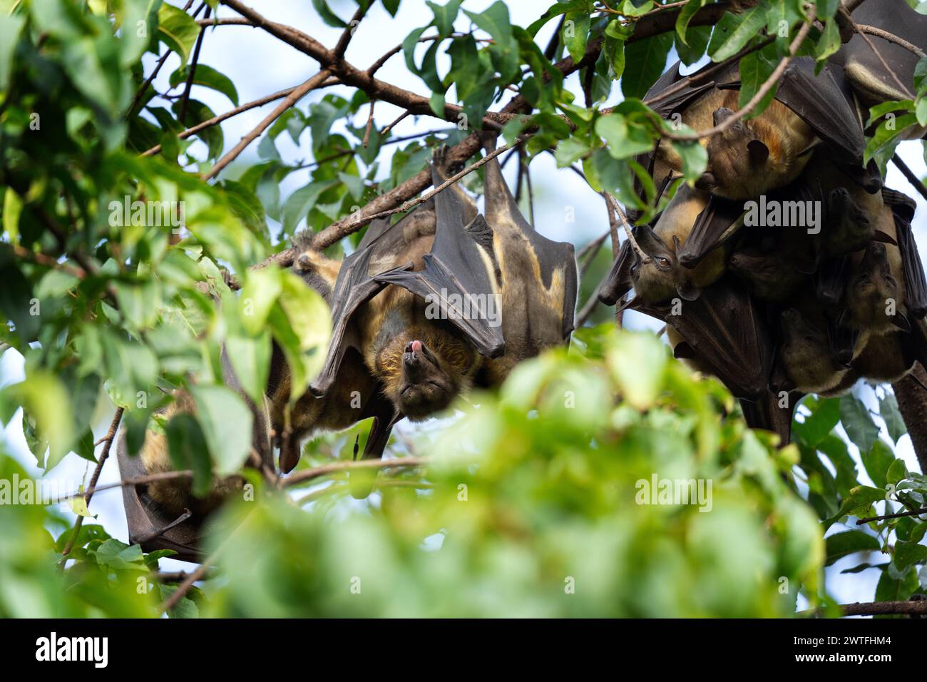 Fruit bats are resting on the branch. Eidolon helvum during safari in ...