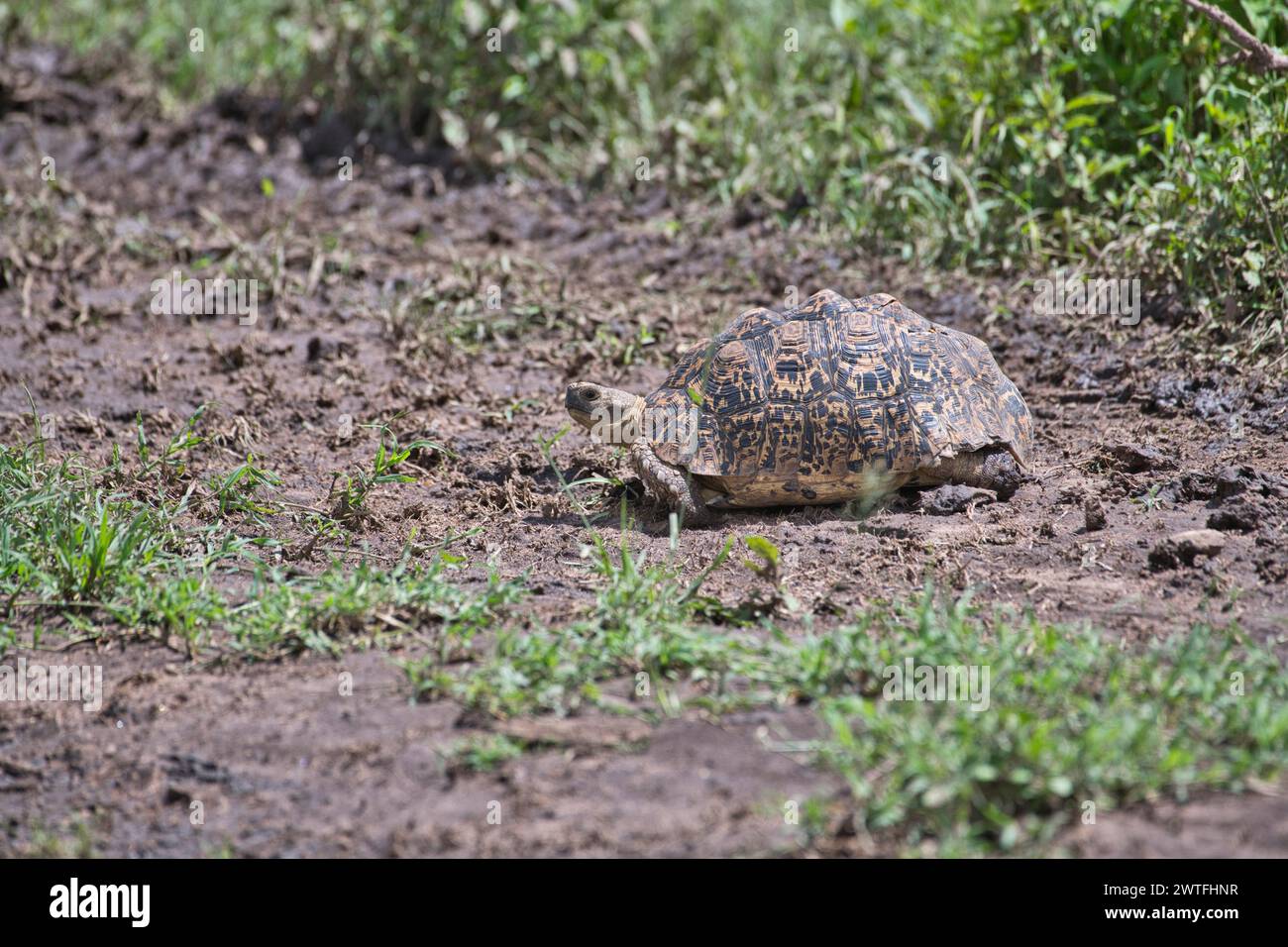 Leopard tortoise kenya hi-res stock photography and images - Alamy