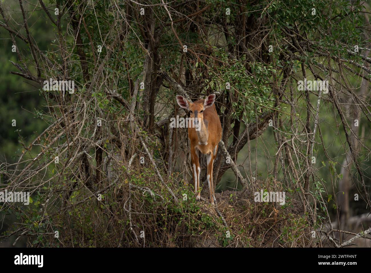 Northern bushbuck in Queen Elizabeth national park. Antelope in the ...