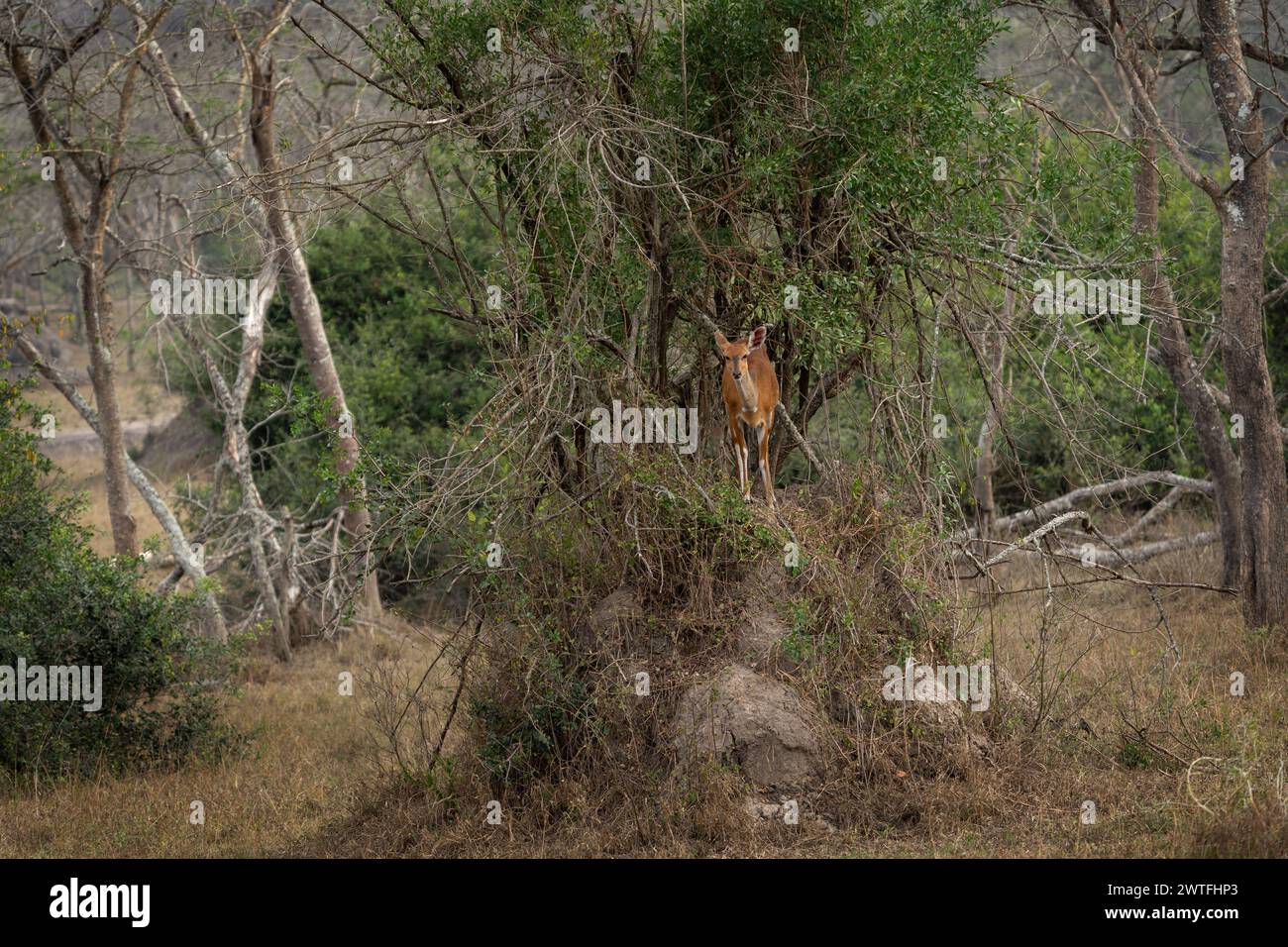 Northern bushbuck in Queen Elizabeth national park. Antelope in the ...