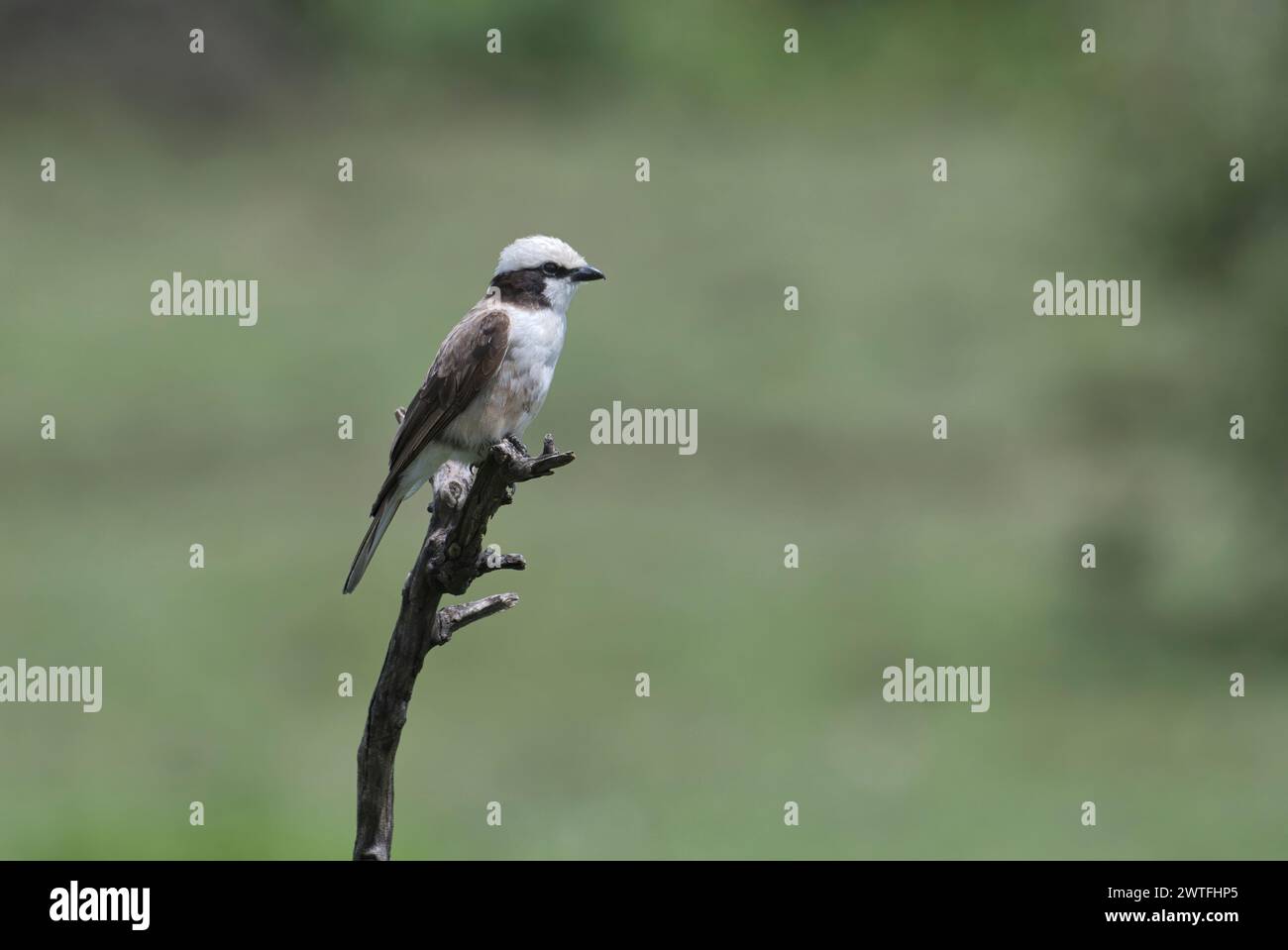 Northern white-crowned shrike (Eurocephalus rueppelli Stock Photo - Alamy