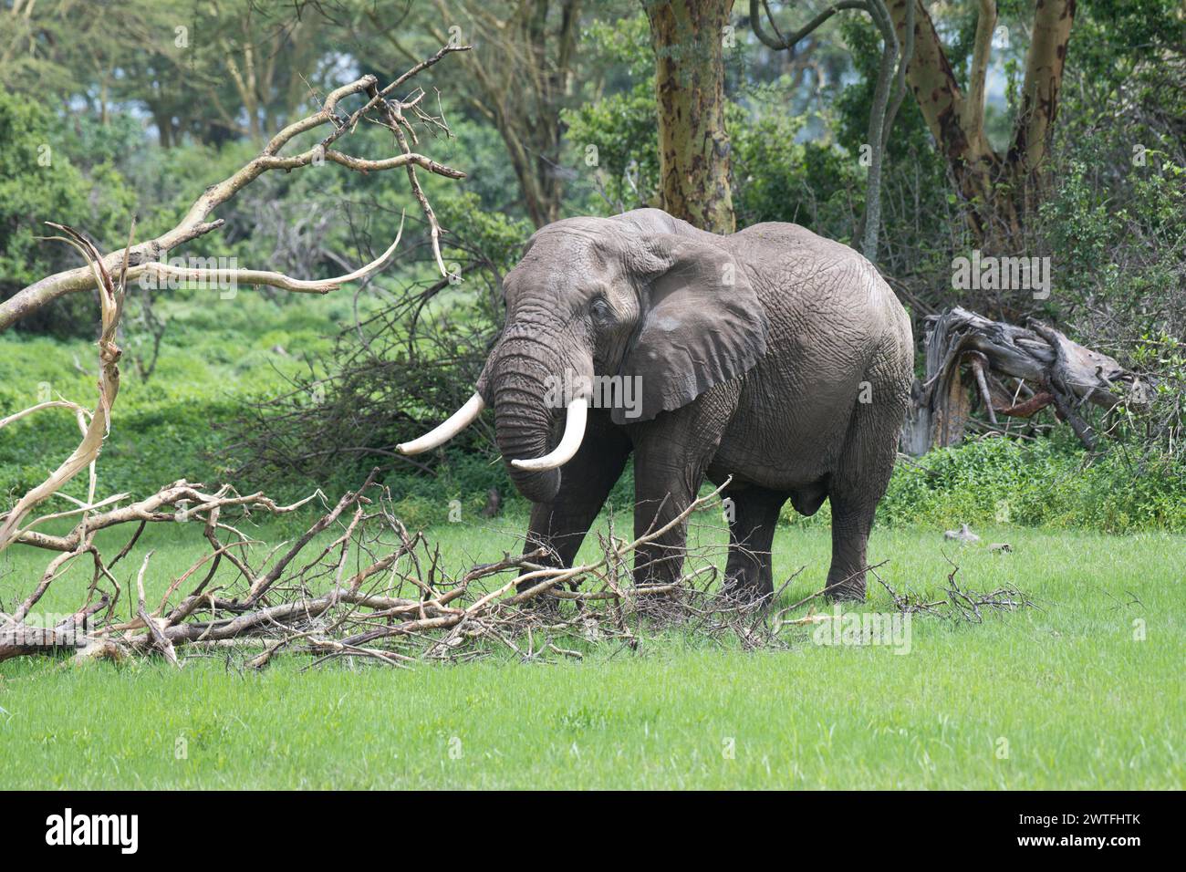 African elephant (Loxodonta africana) feeding on the bark of a tree it ...