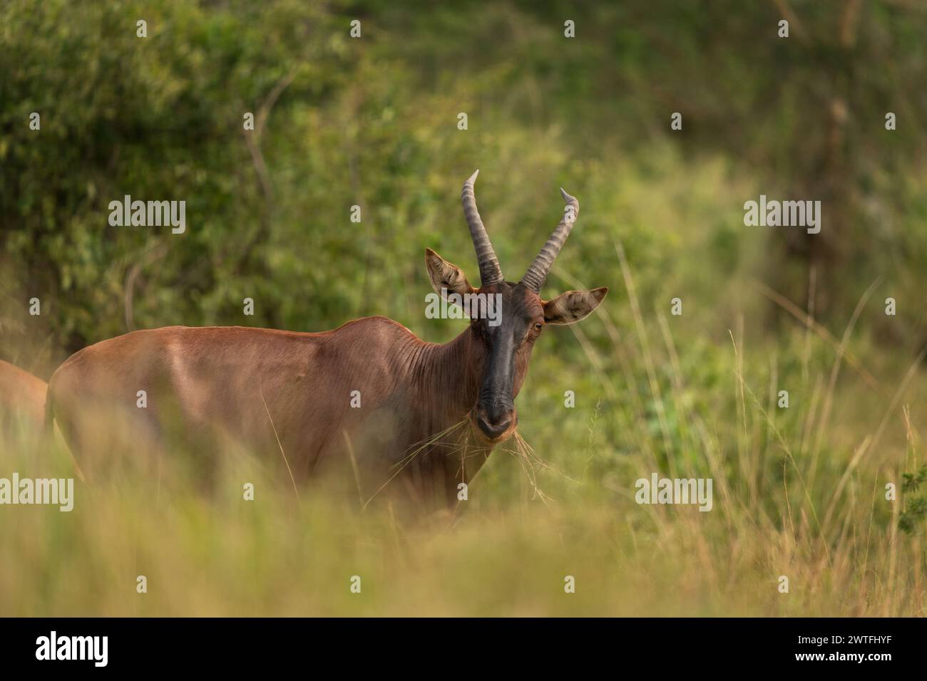 Topi on the meadow. Damaliscus lunatus is eating on the grassland ...