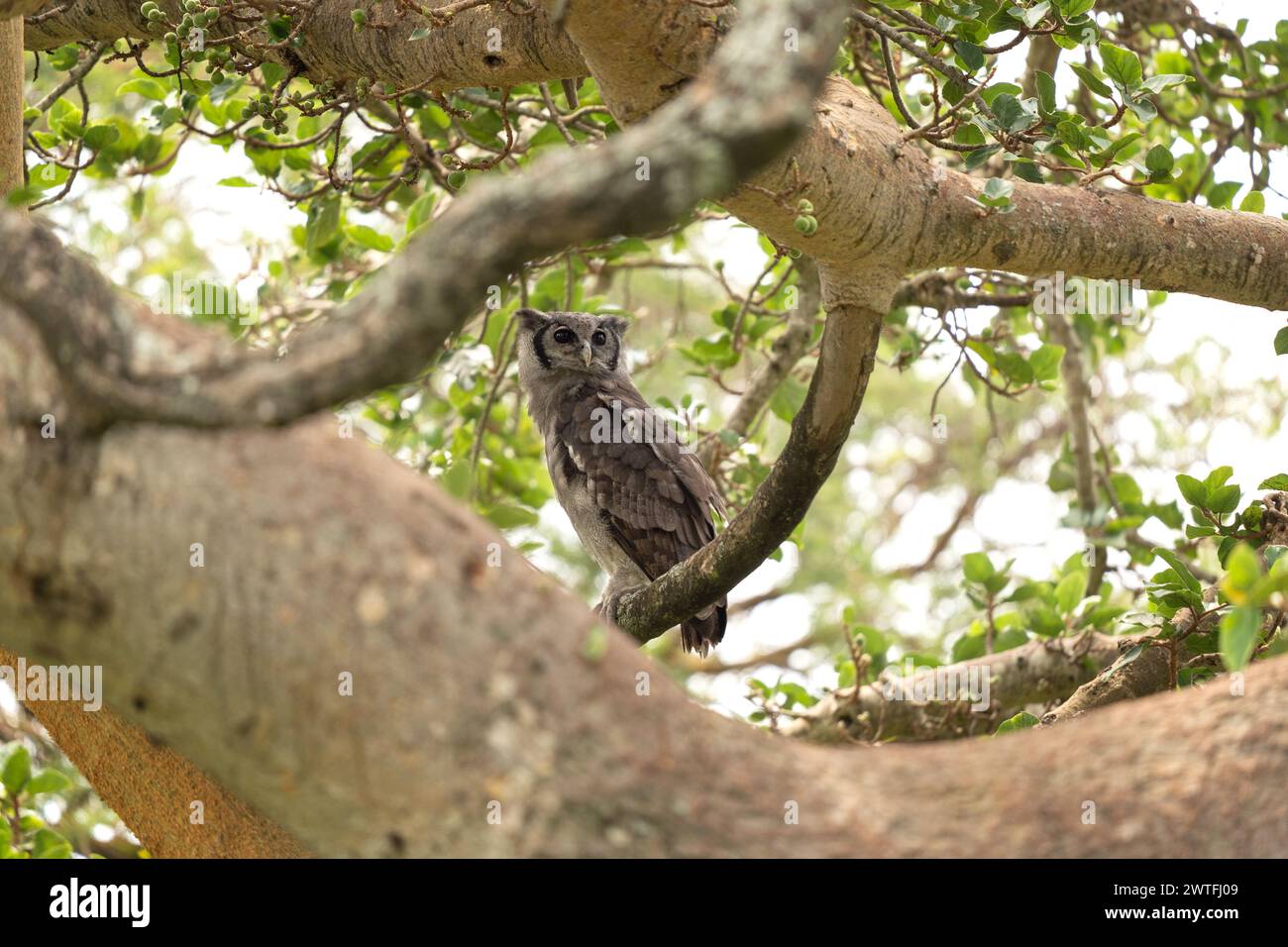 Verreaux eagle owl is sitting on the branch. Giant eagle owl is ...
