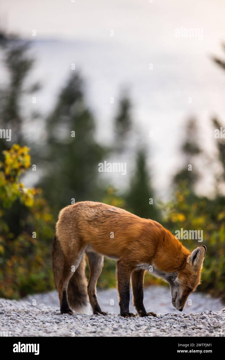 Adult red fox in Glacier National Park, Montana with St Mary lake in ...