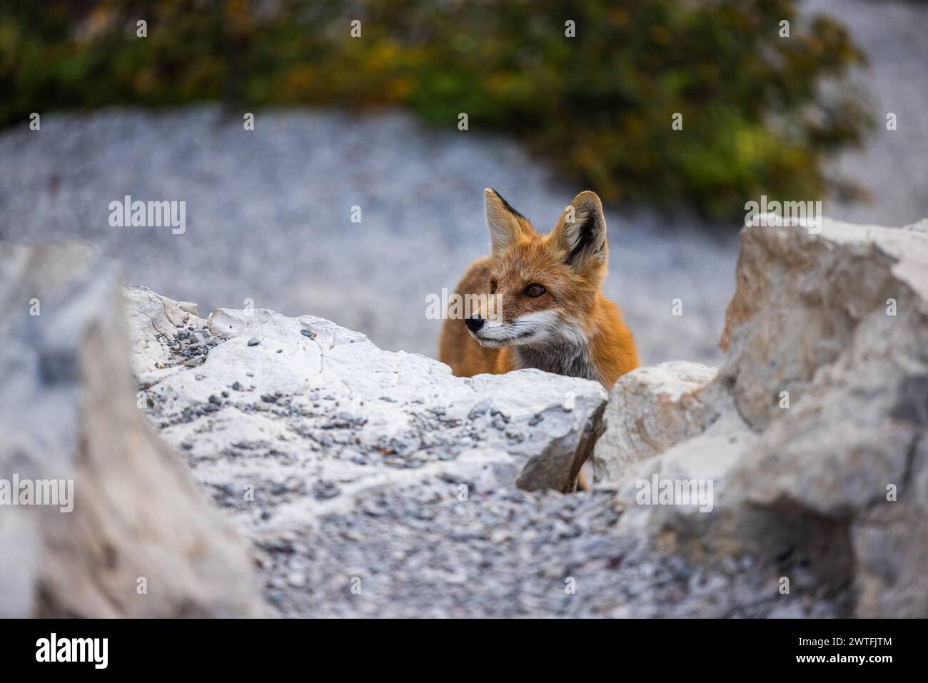 Adult red fox in Glacier National Park, Montana Stock Photo - Alamy