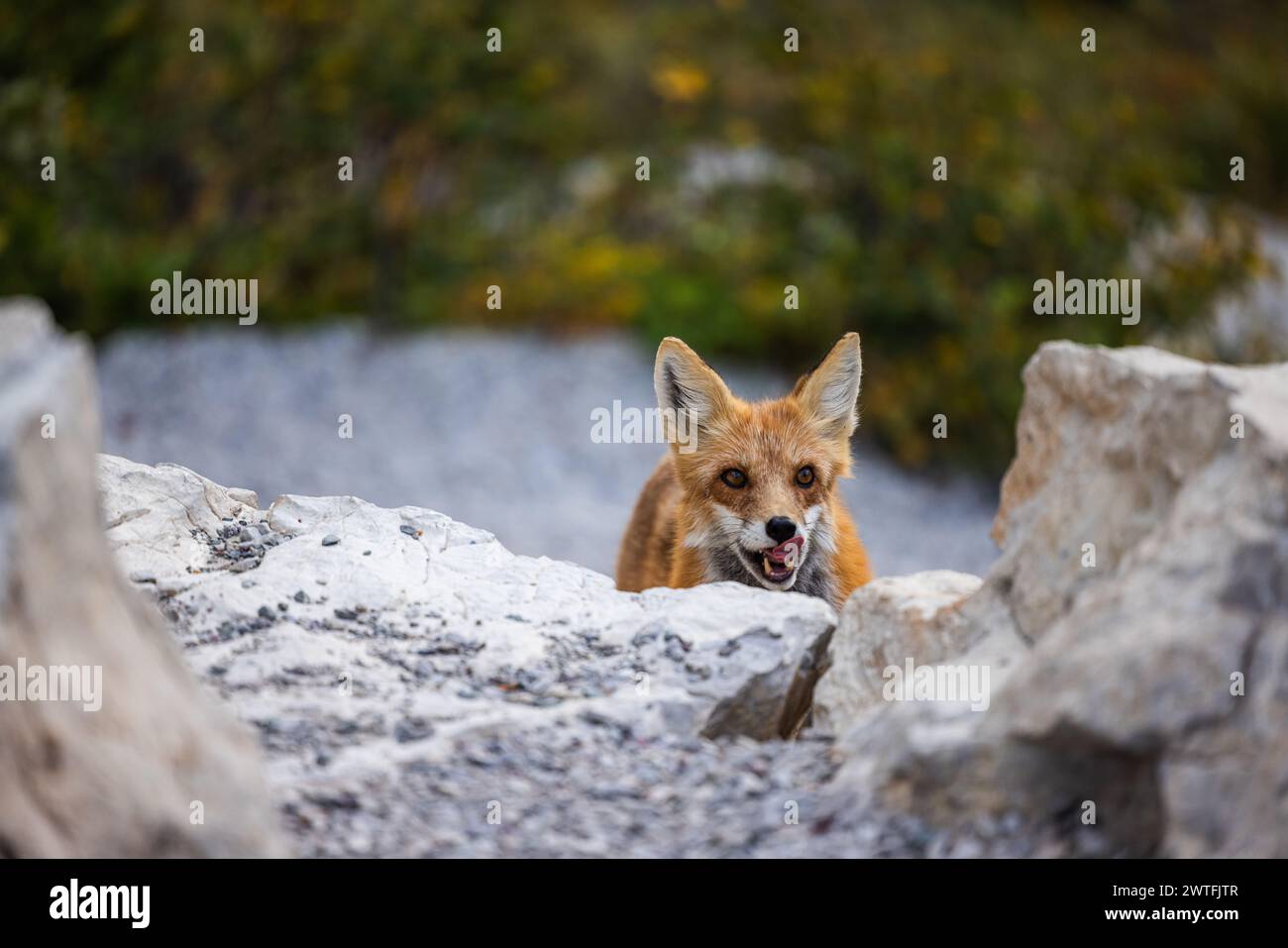 Adult red fox in Glacier National Park, Montana Stock Photo - Alamy