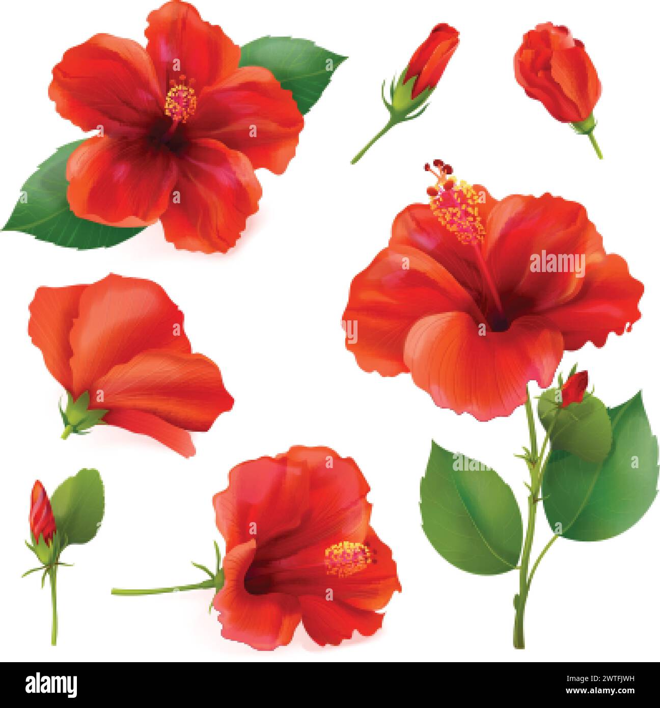 Beautiful red chinese hibiscus Stock Vector Images - Alamy