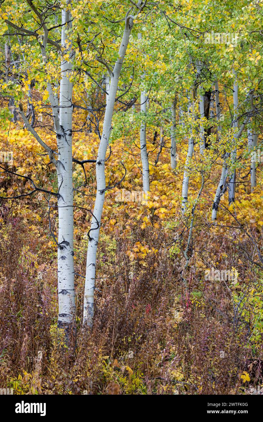 A forest with many trees and a few bushes. The trees are mostly brown ...