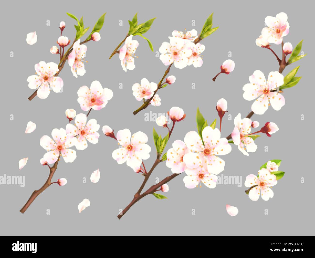 Realistic blossom apricot. 3d branch bloom flowers of plums, apricots ...