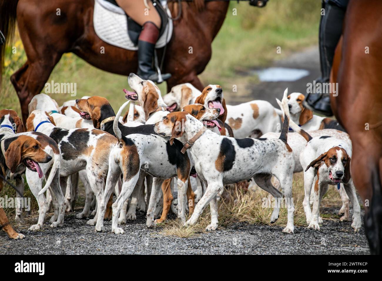 Fresh baked white bread Stock Photo - Alamy
