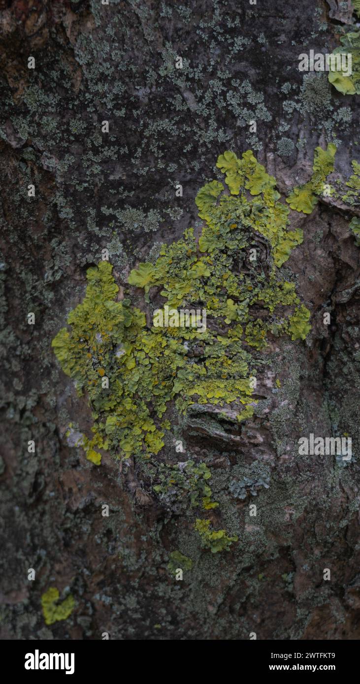 Vibrant lichen patterns on rugged bark Stock Photo - Alamy