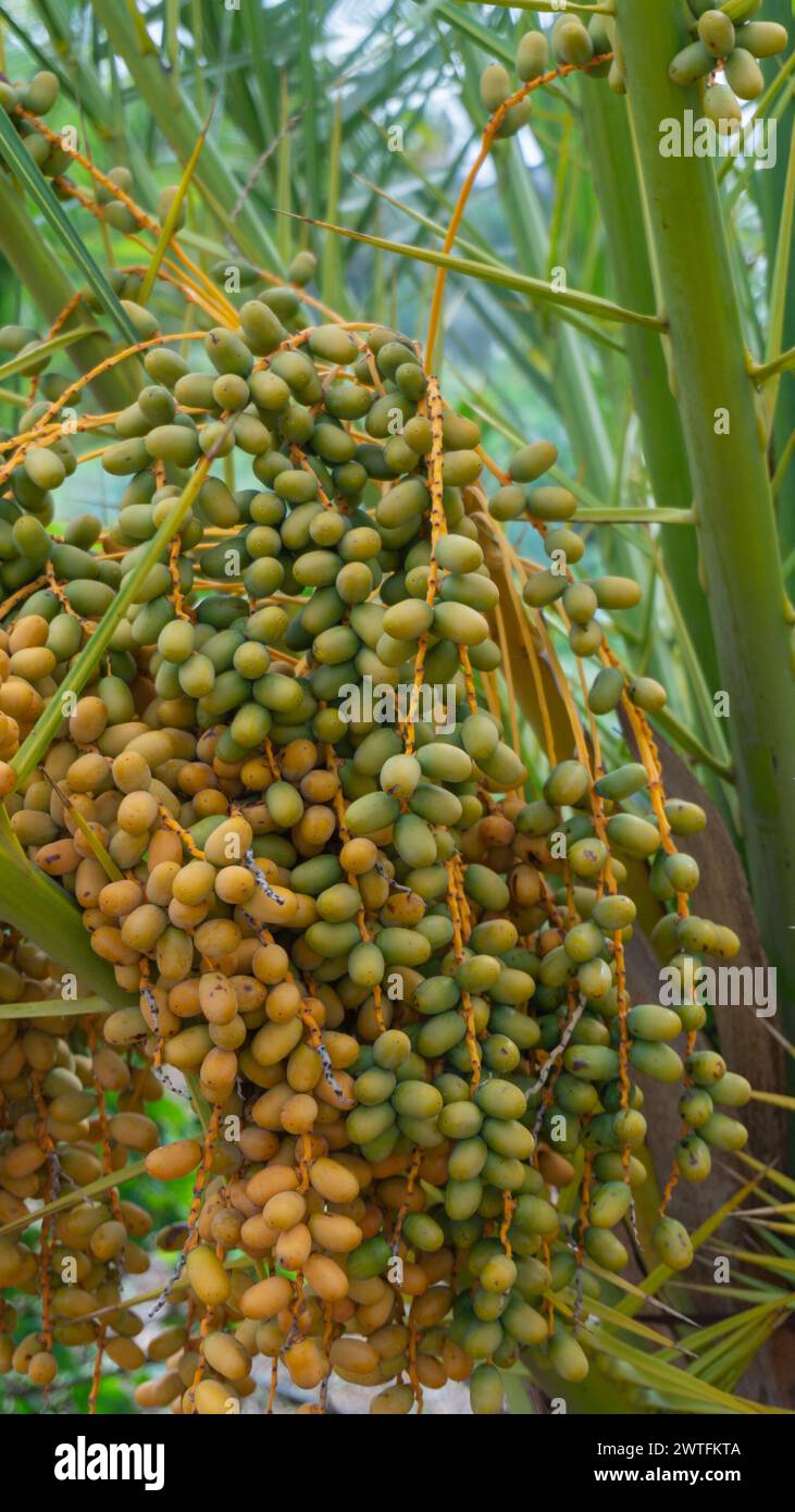 Dates fruit tree hi-res stock photography and images - Alamy