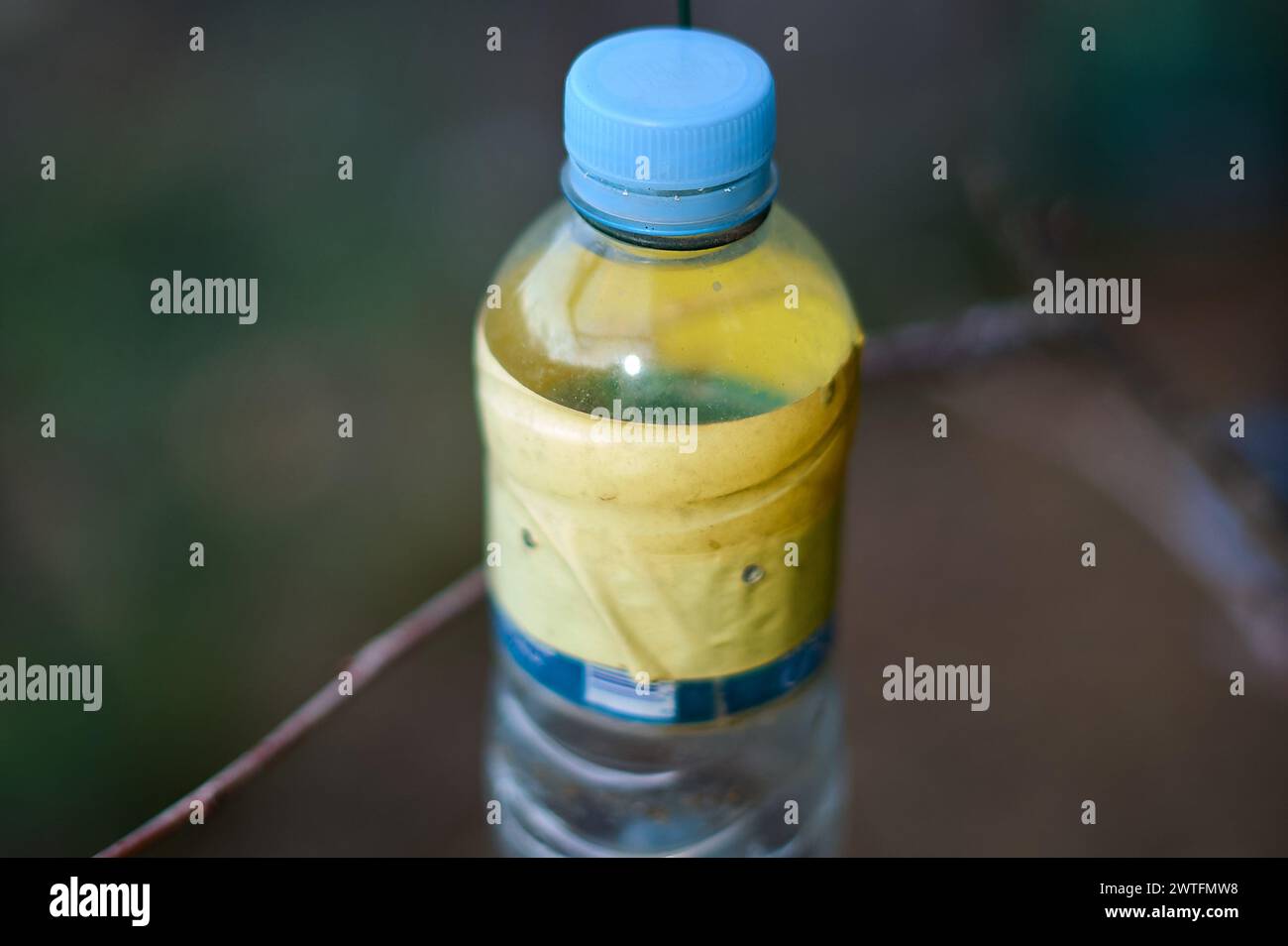 Insect trap ready to use in a forest Stock Photo - Alamy