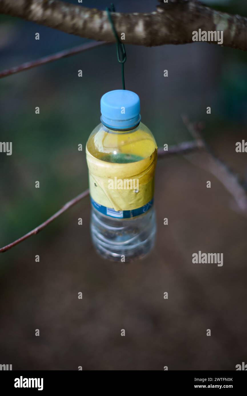 An insect trap hanging from a branch in a natural environment Stock ...