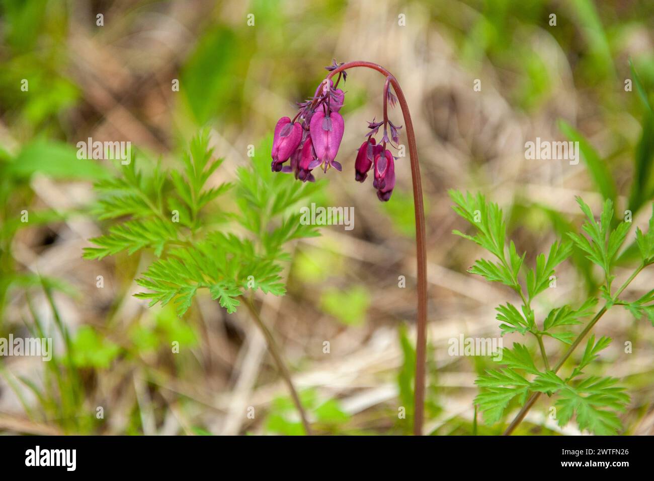 Pacific bleeding heart aka western bleeding heart (Dicentra formosa) at ...