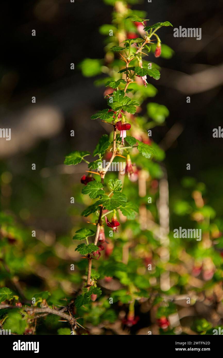Fuschia hi-res stock photography and images - Alamy