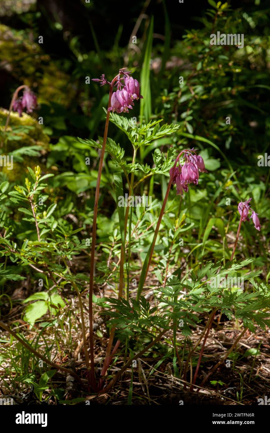 Pacific bleeding hearts aka western bleeding hearts (Dicentra formosa ...