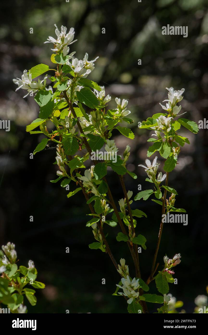 Amelanchier alnifolia hi-res stock photography and images - Alamy