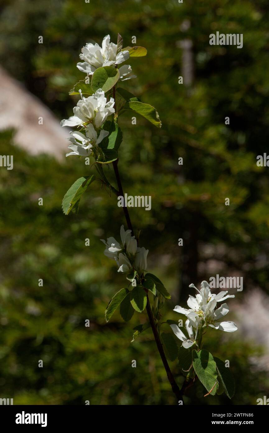 Western Serviceberry aka sarvis berry aka Saskatoon (Amelanchier ...