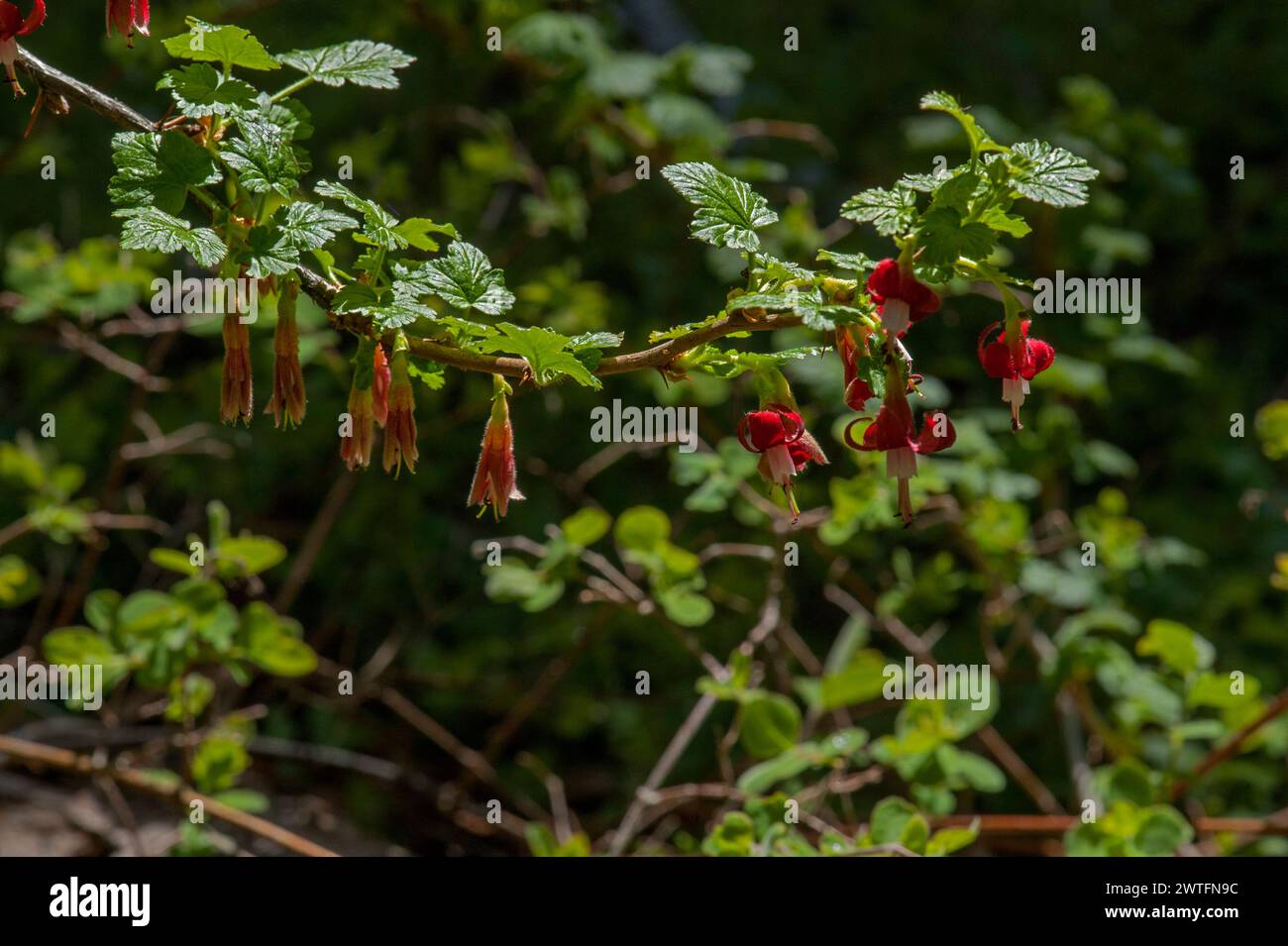 gummy gooseberry aka pioneer gooseberry aka Fuschia-Flowered Gooseberry ...