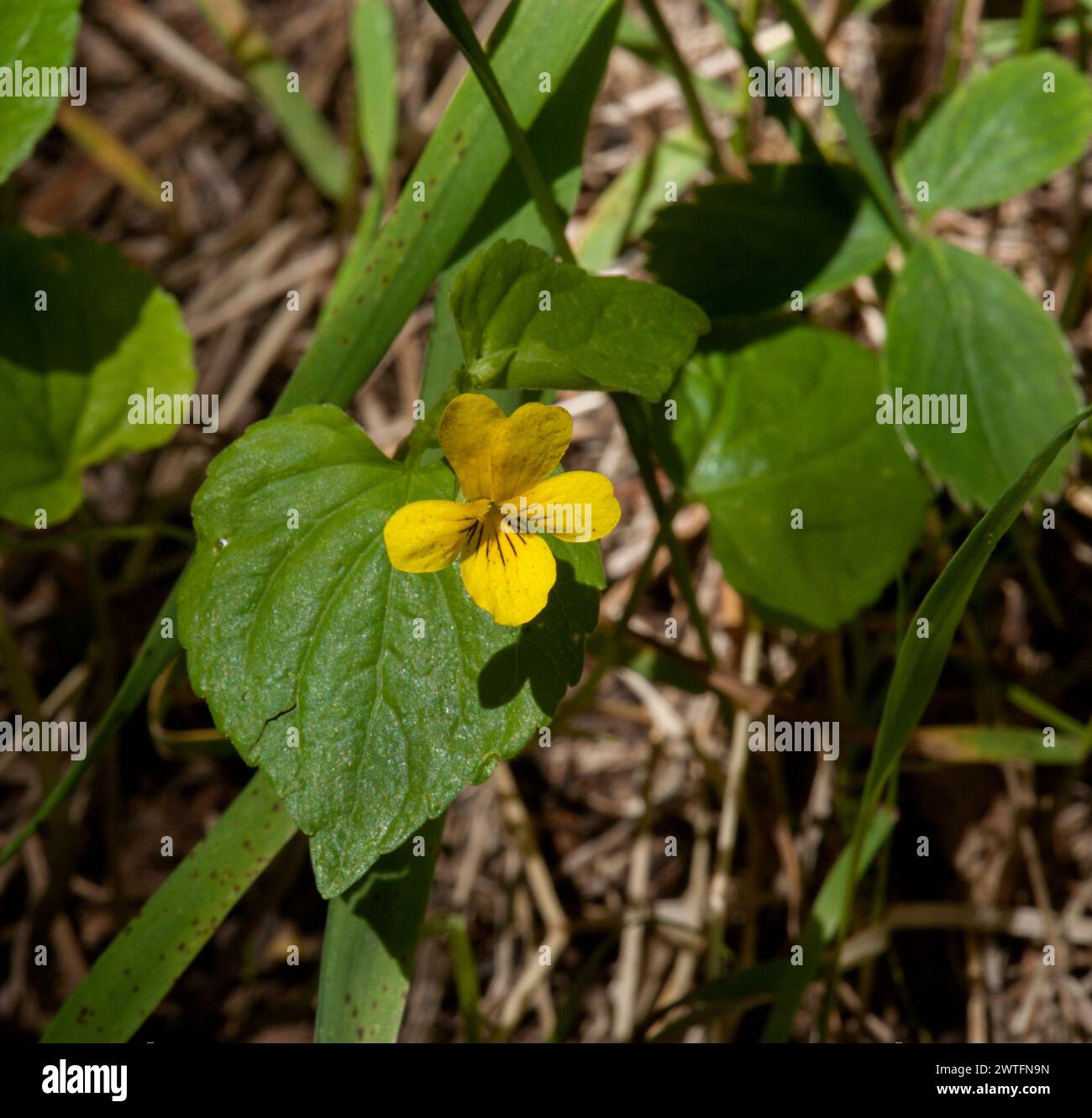 Pioneer Violet aka smooth yellow violet (Viola glabella) in southern ...