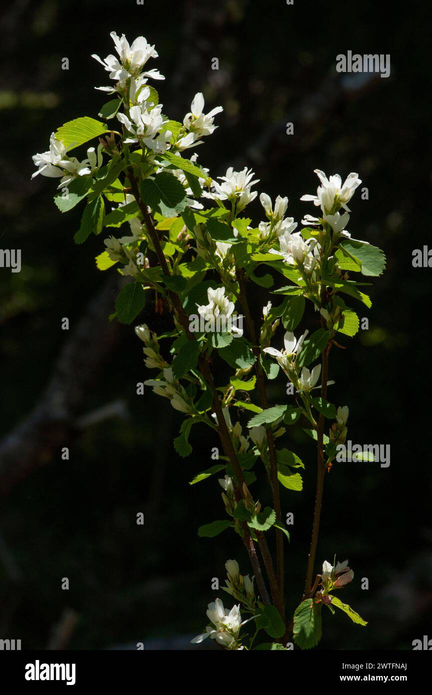 Western Serviceberry aka sarvis berry aka Saskatoon (Amelanchier ...