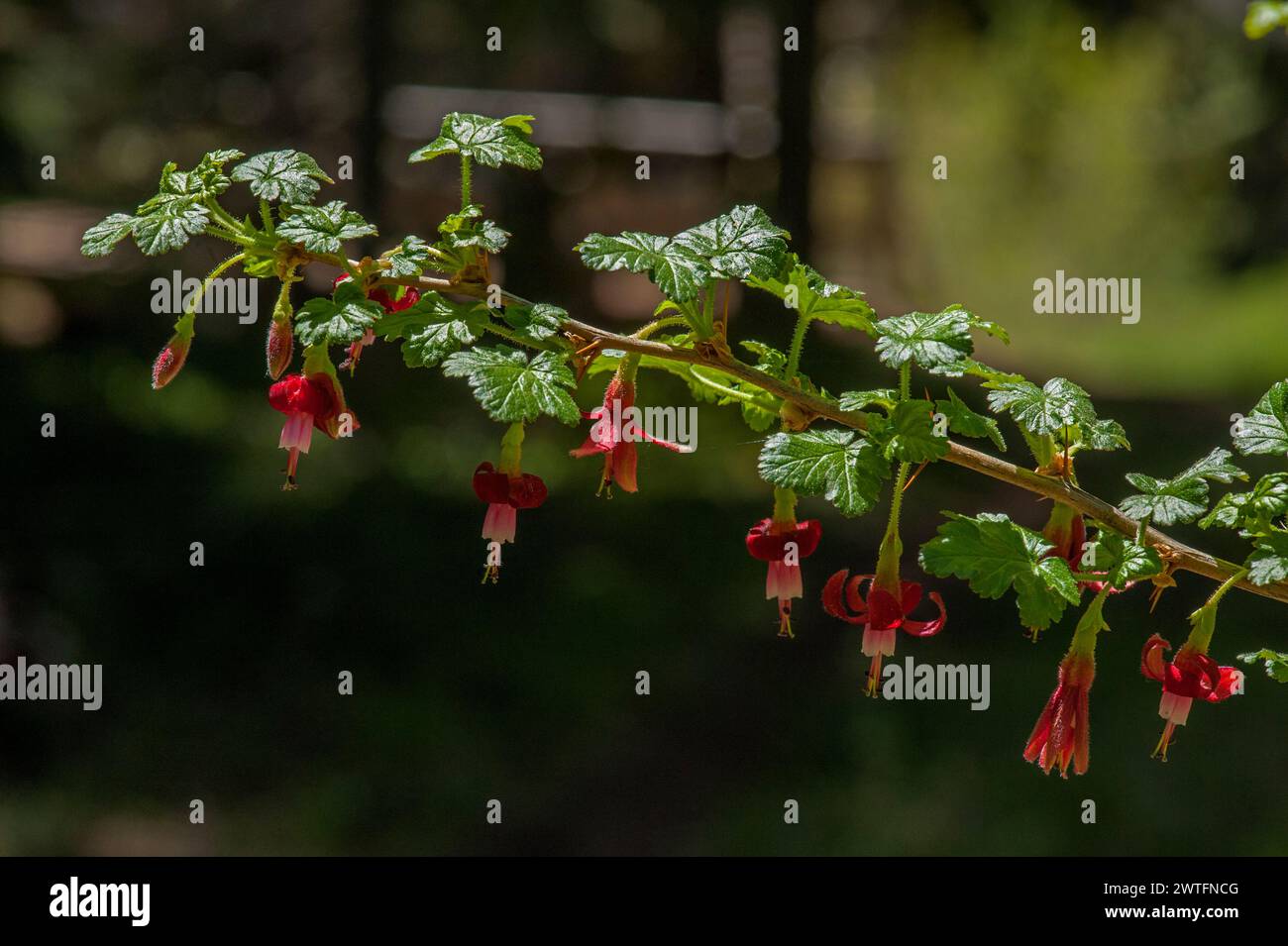 gummy gooseberry aka pioneer gooseberry aka Fuschia-Flowered Gooseberry ...