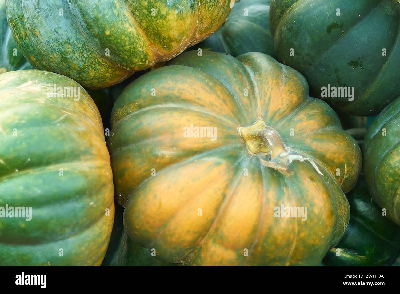 Autumn harvest with a wheelbarrow full of fresh pumpkins in a farm field Stock Photo - Alamy