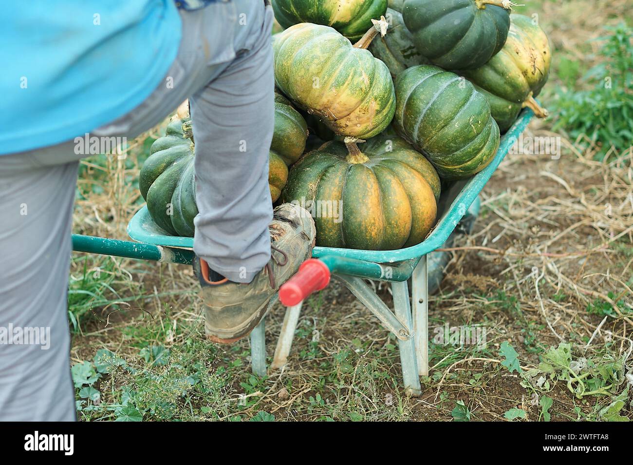 Variety of pumpkins in a wheelbarrow Stock Photo - Alamy